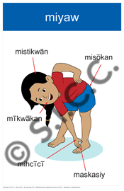 Body Parts (Set of 5) (Swampy Cree N) – SICC Online Retail Store